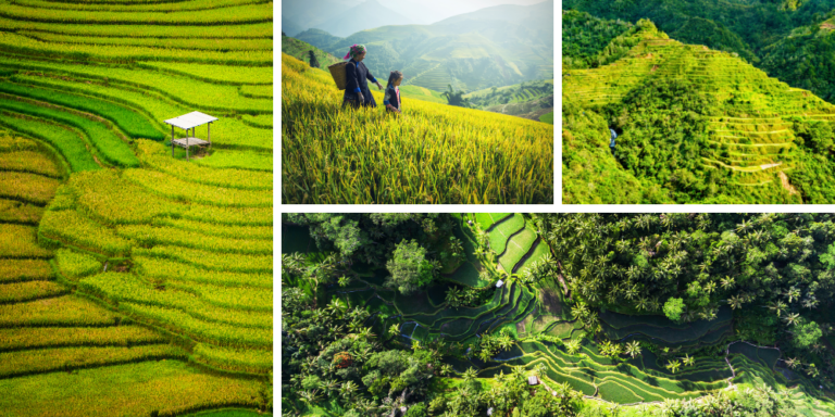 13 plus belles rizières d'Asie - ASIE ONLINE